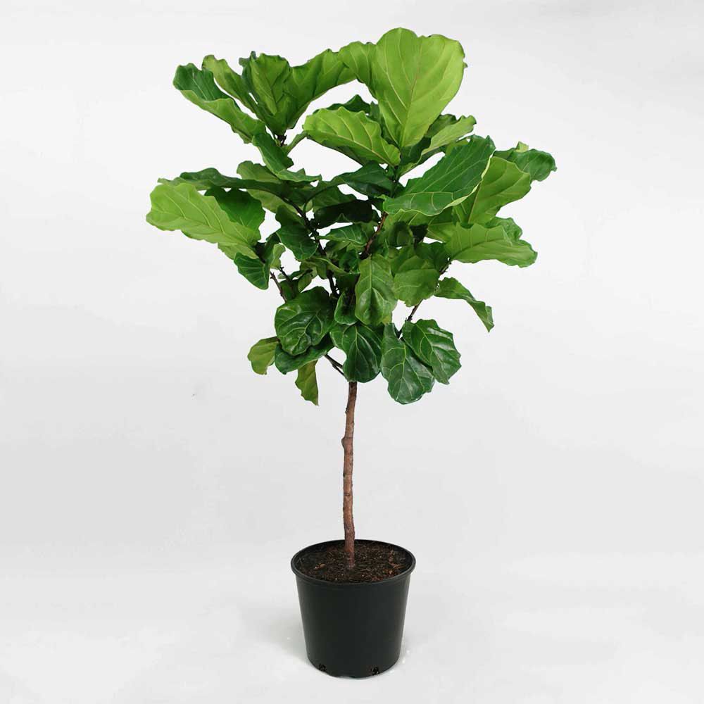 Cây bàng Singapore bầu đất