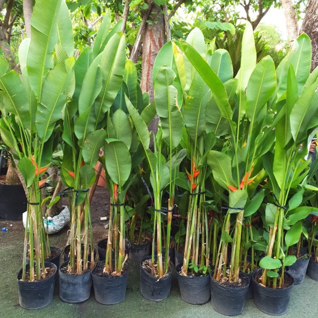 Cây chuối phượng hoàng bầu đất