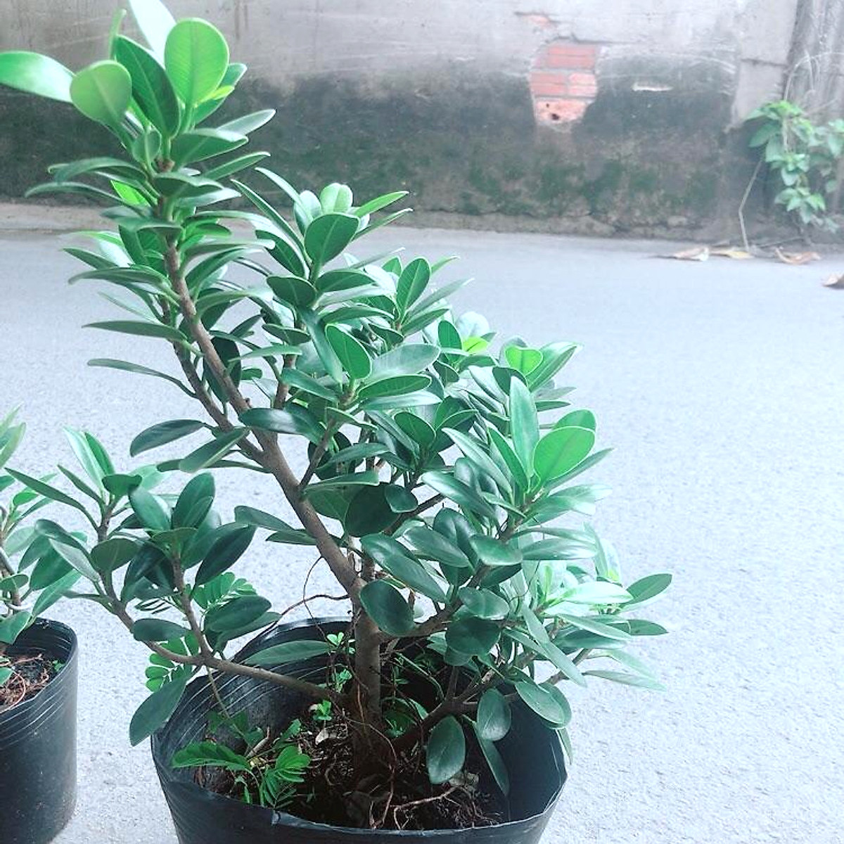 Cây da Nhật bầu đất