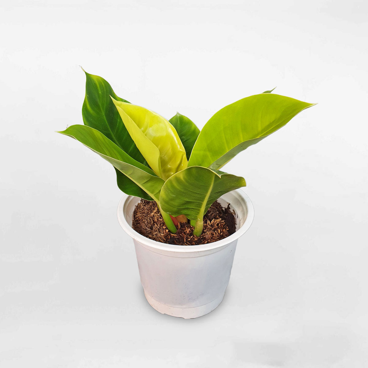 Cây đế vương vàng bầu đất