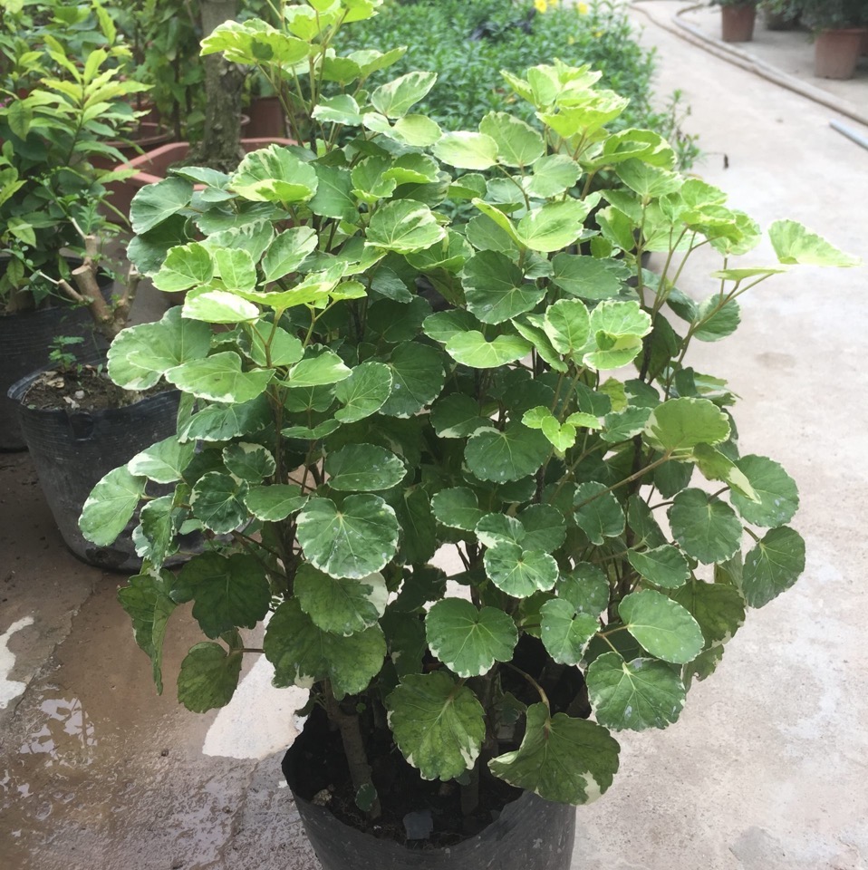 Cây đinh lăng bầu đất