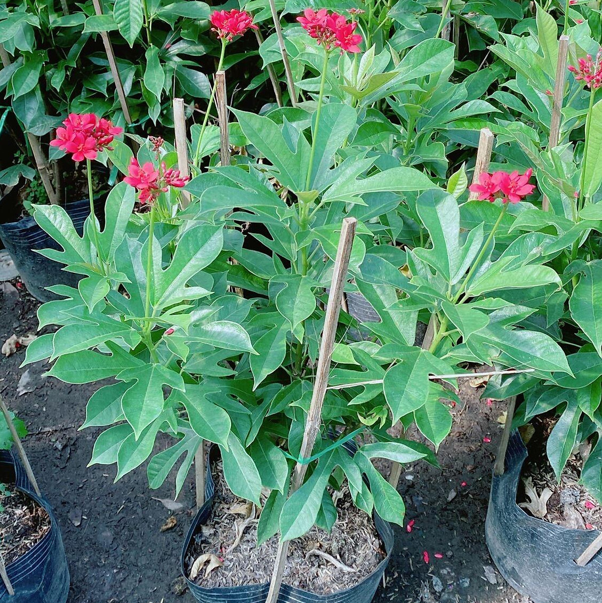 Cây hồng mai bầu đất