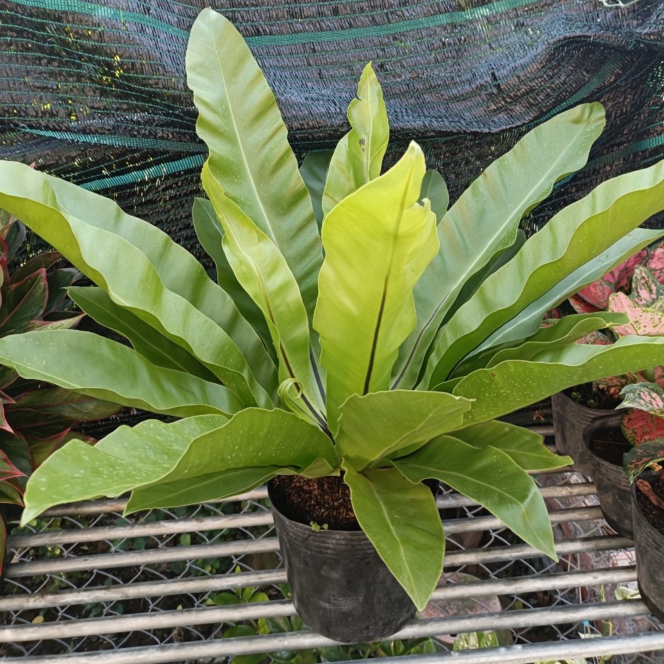 Cây ráng ổ phụng bầu đất