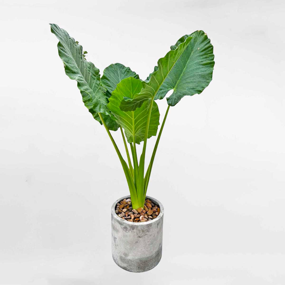 Cây ráy voi bầu đất