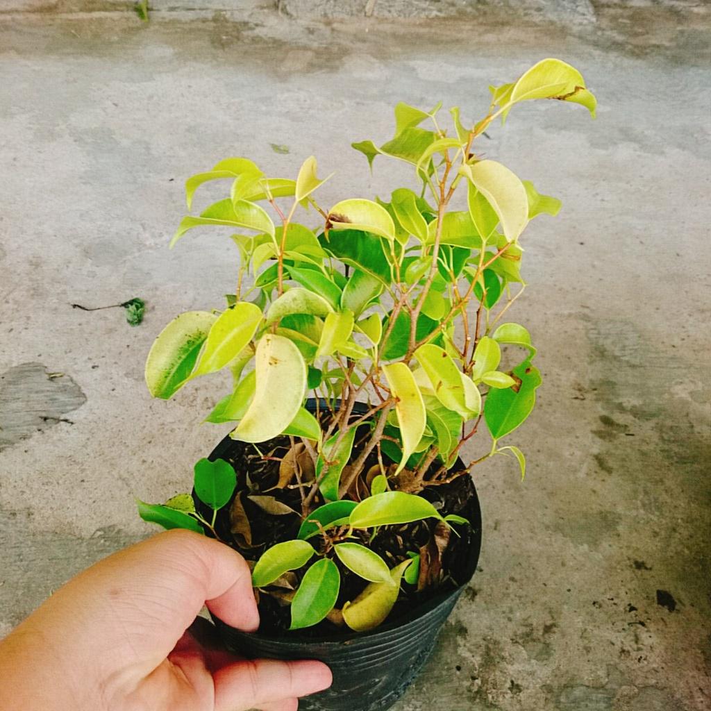 Cây si hoàng kim bầu đất