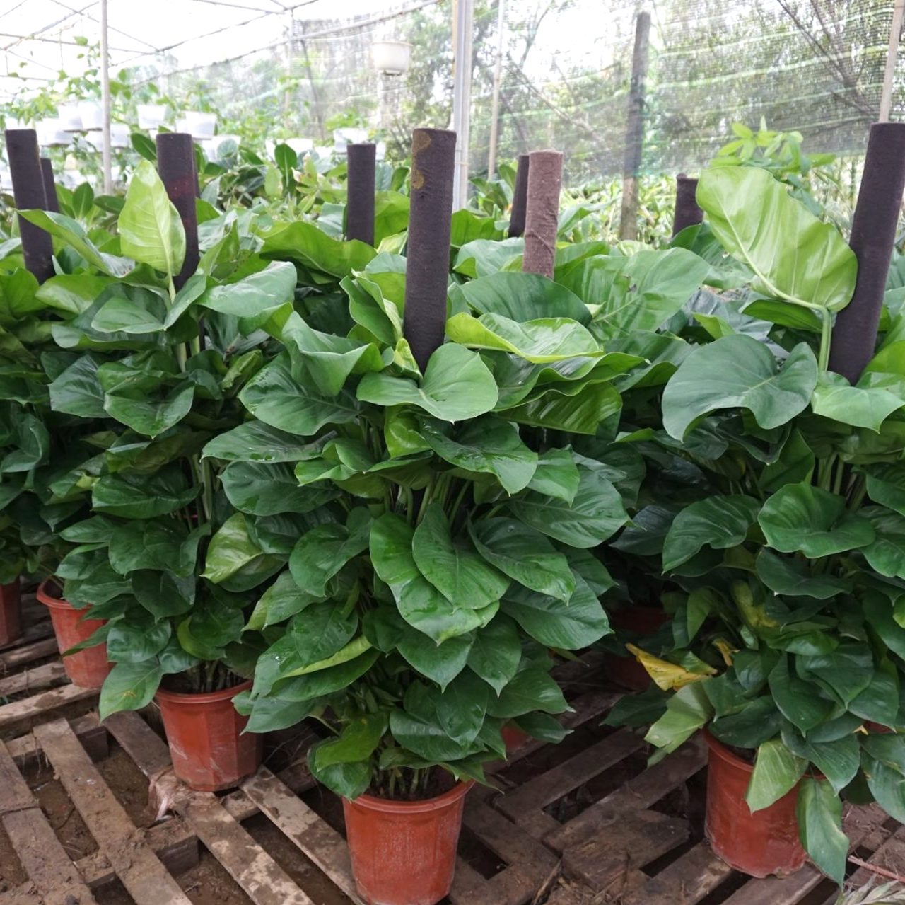 Cây trầu vạn thiên thanh bầu đất