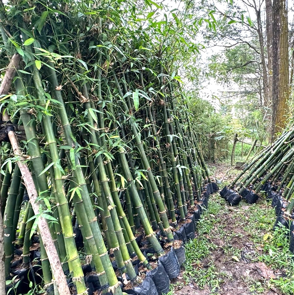 Cây tre bầu đất