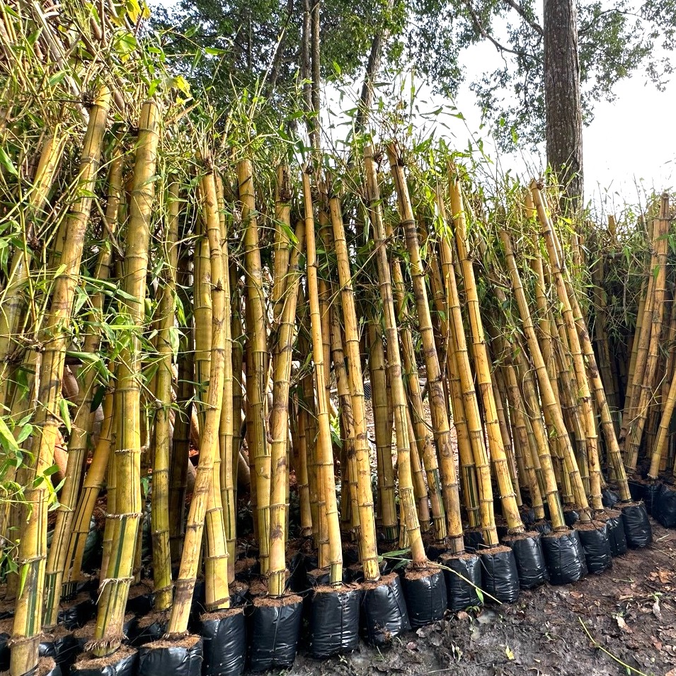 Cây tre vàng bầu đất