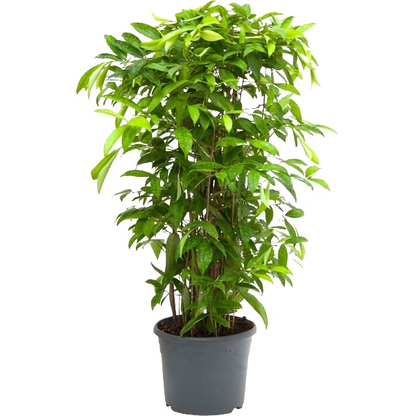 Cây trúc Nhật bầu đất