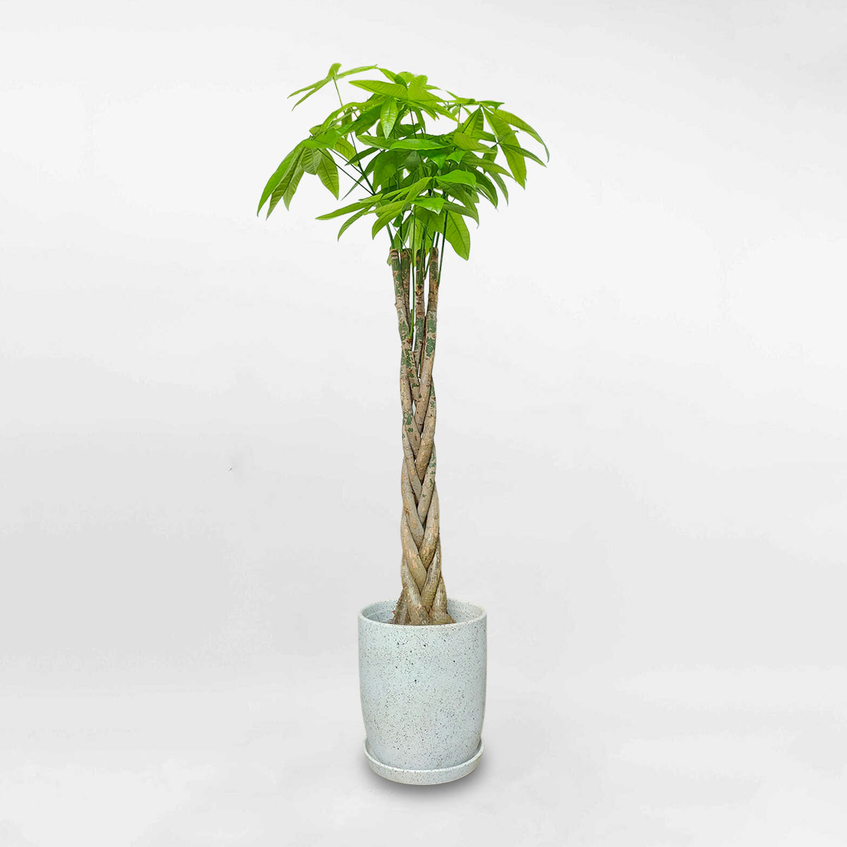 Cây Kim Ngân, Cây Kim Tiền Hay Cây Lưỡi Hổ – Đâu Là Lựa Chọn Phong Thủy ...