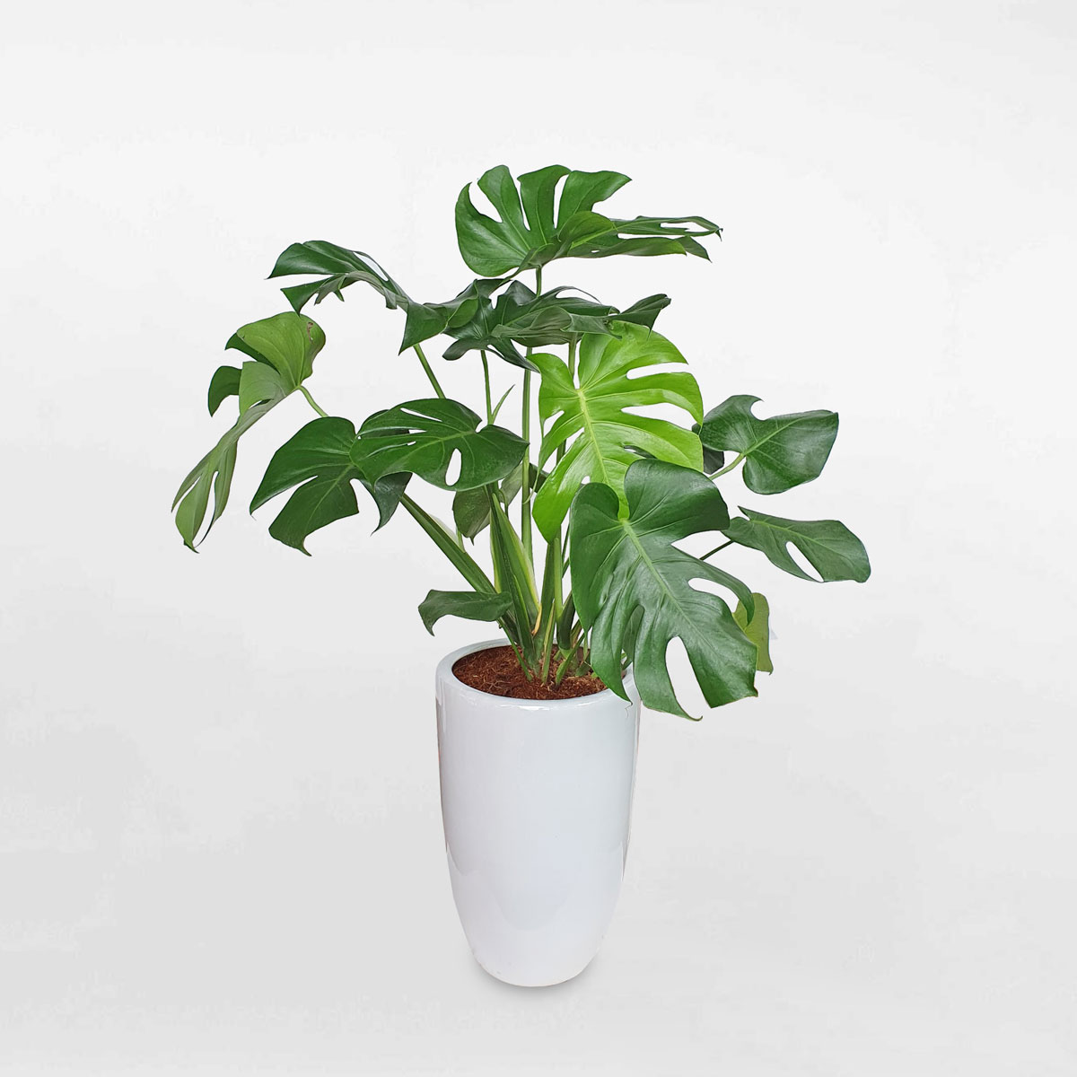Cây trầu bà lá rách monstera