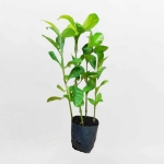 Cây ắc ó bầu đất