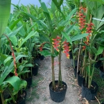 Cây chuối pháo bầu đất