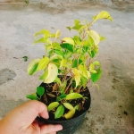 Cây si hoàng kim bầu đất